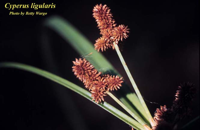 PLANT FAMILIES OF PUERTO RICO AND FLORIDA PAPO VIVES: CYPERACEAE SERIE ...