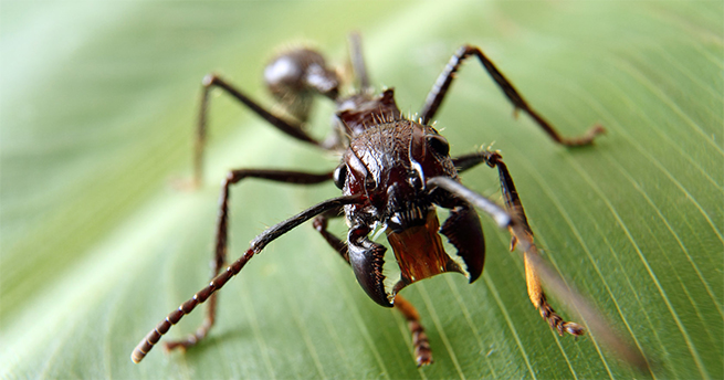 A ciência das formigas: Formiga tucandeira