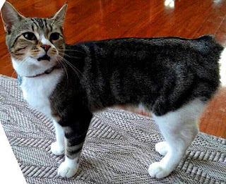 Manx Kittens facts - CatPaws