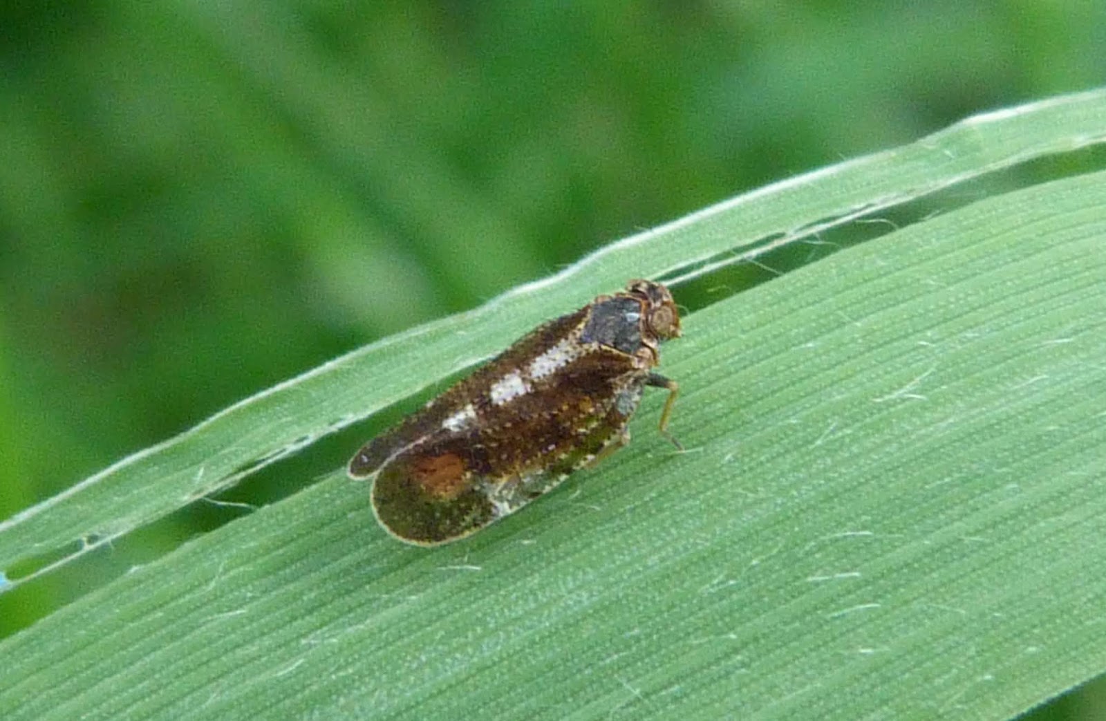 Insects of Scotland: True Bugs