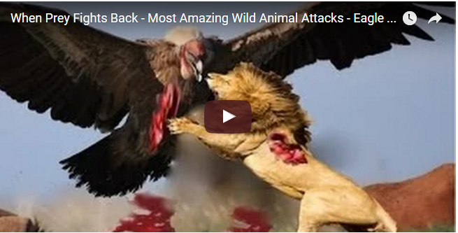 When Prey Fights Back - Most Amazing Wild Animal Attacks - Eagle ...