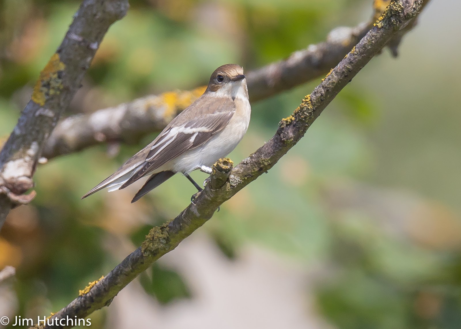 Getting totally collared at Spurn – one incredible day, 3 life ticks!