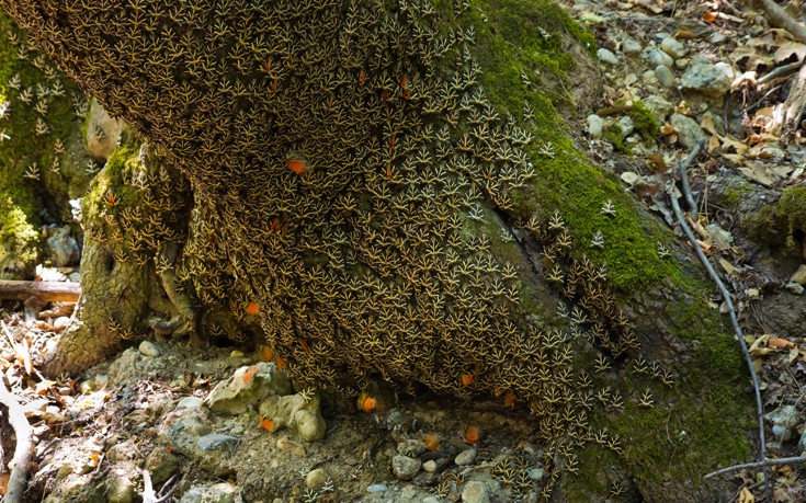 Chingum — Discover Curiosities: Valley of Butterflies Rhodes