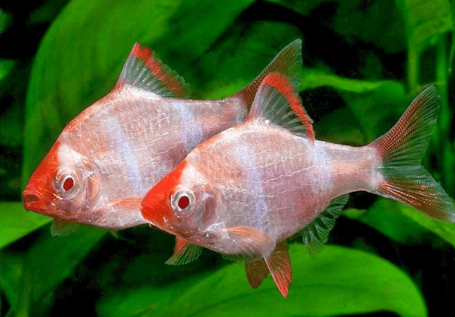 Ikan Sumatra - 5 Jenis Ikan Sumatra Beserta Harga dan Cara Budidayanya ...