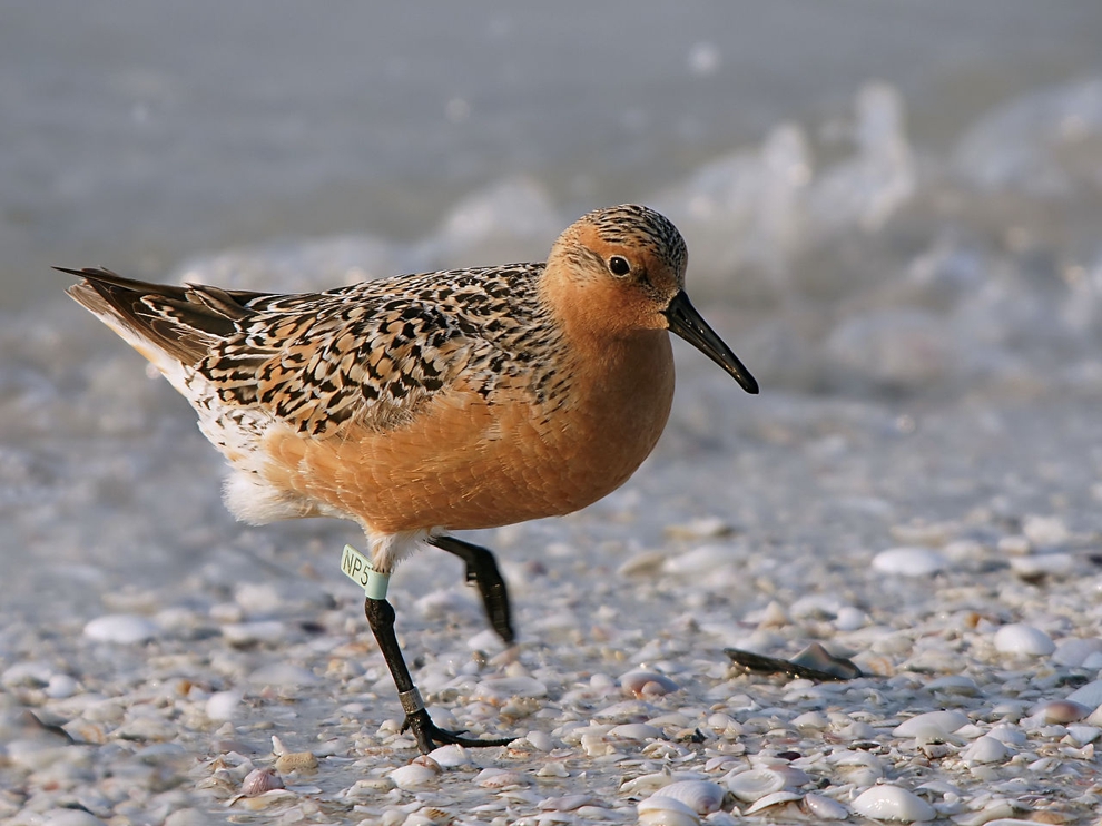 RED KNOT