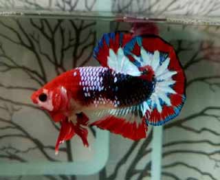 Jenis Jenis Ikan Cupang : Cupang Alam Cupang Aduan dan Cupang Hias ...