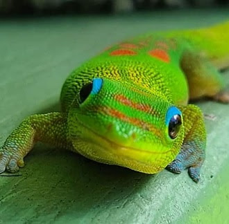 10 Most Colorful & Beautiful Lizards In The World – reptilenesia