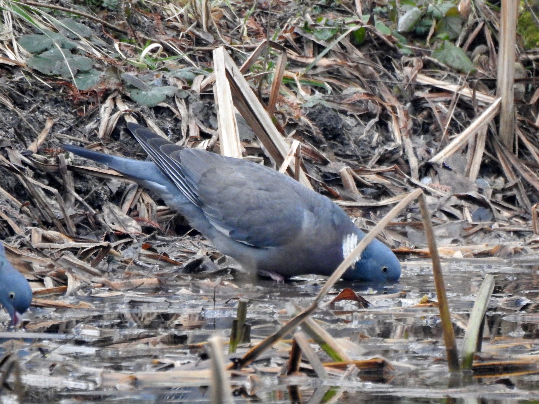PASARI DIN ROMANIA: PORUMBEL SALBATIC GULERAT, Columba palumbus