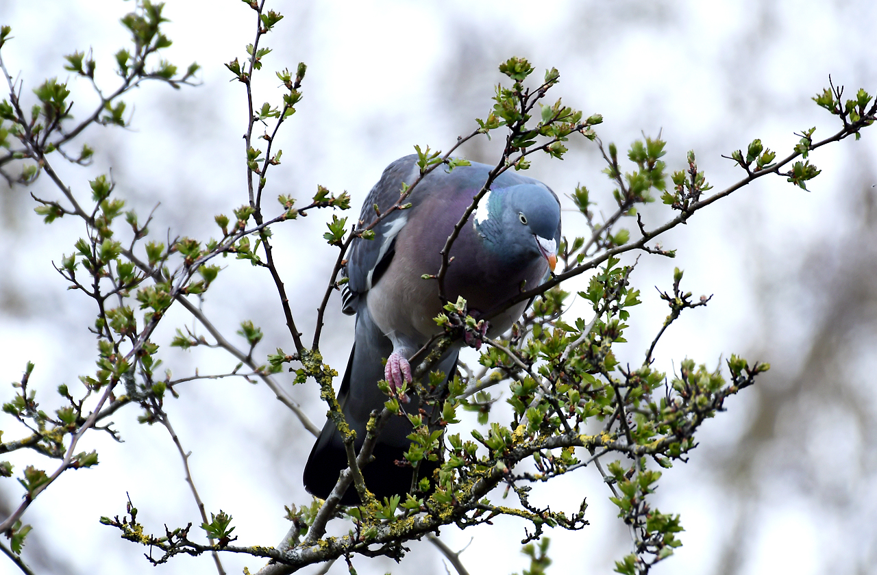Jozef van der Heijden - Natuurfotografie: De Houtduif eet verse boomknoppen
