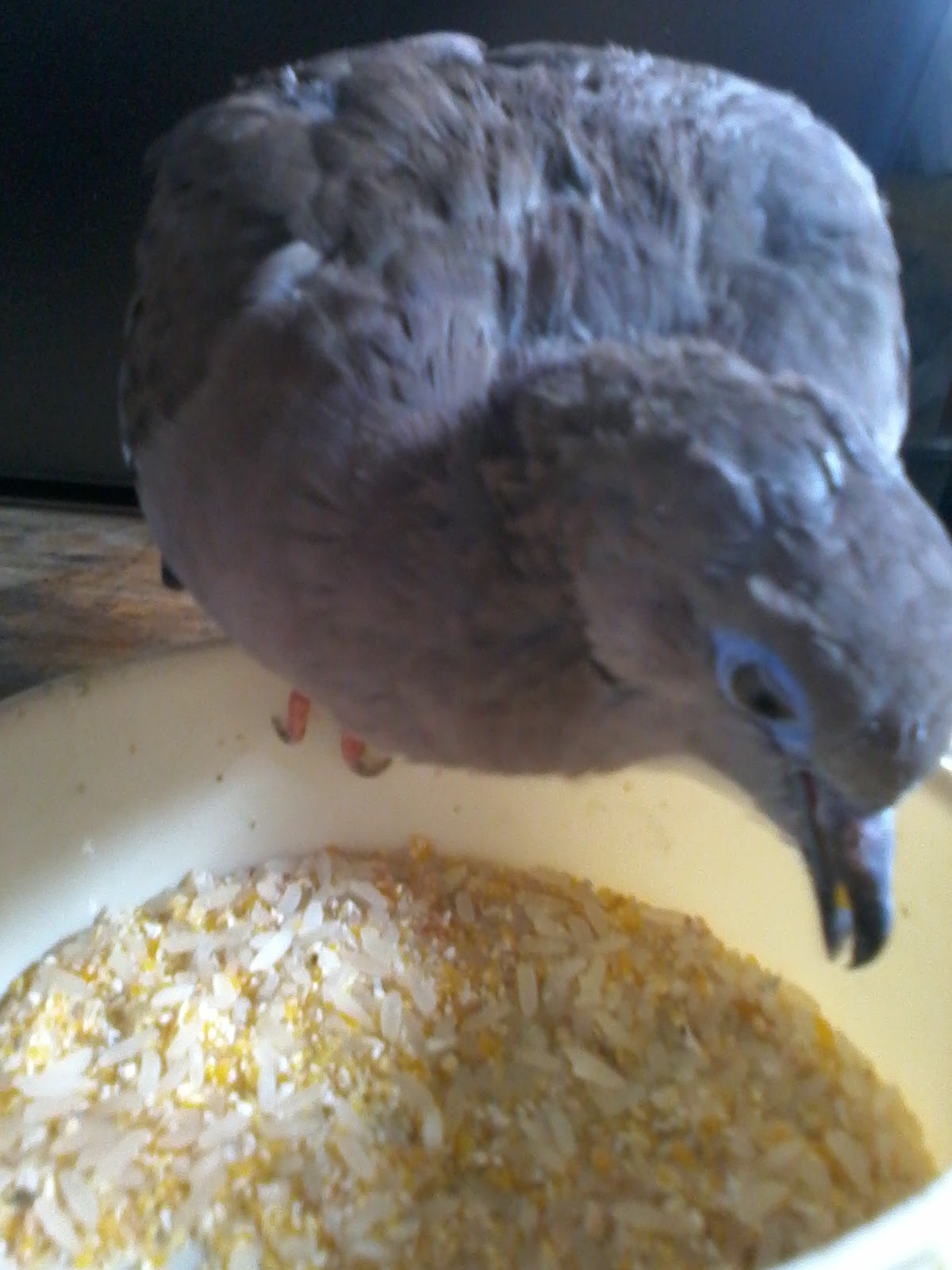 Mi pichon de cuculi ( Zenaida Meloda): COMO ALIMENTAR UN PICHÓN DE ...