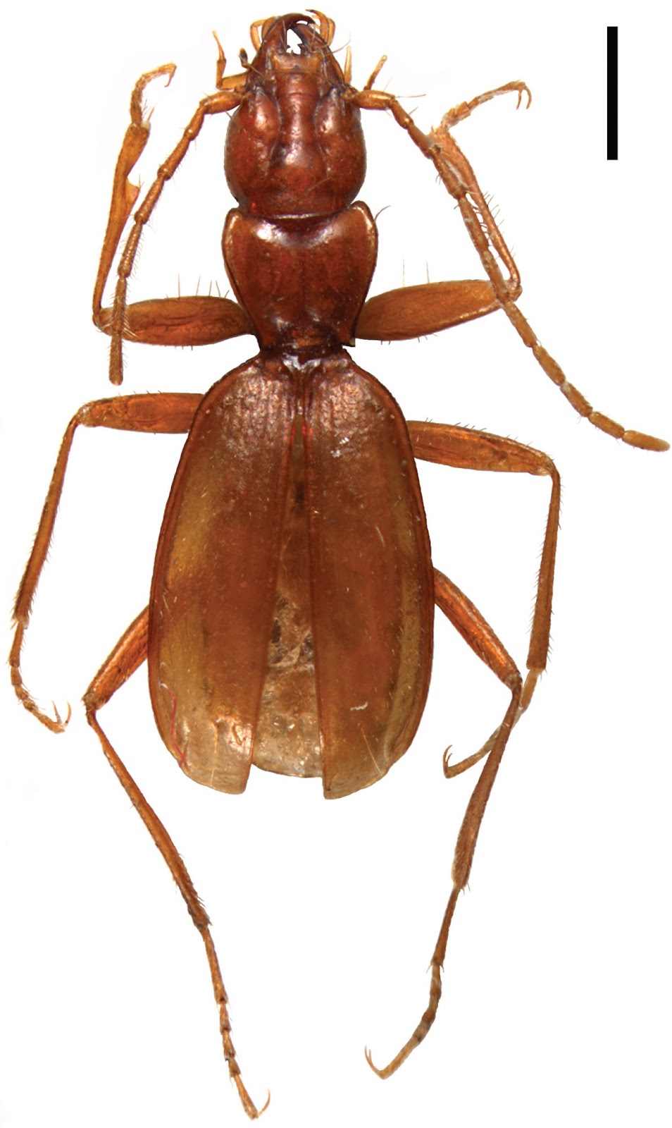 Sciency Thoughts: A blind, cave dwelling, Ground Beetle from Anatolian ...