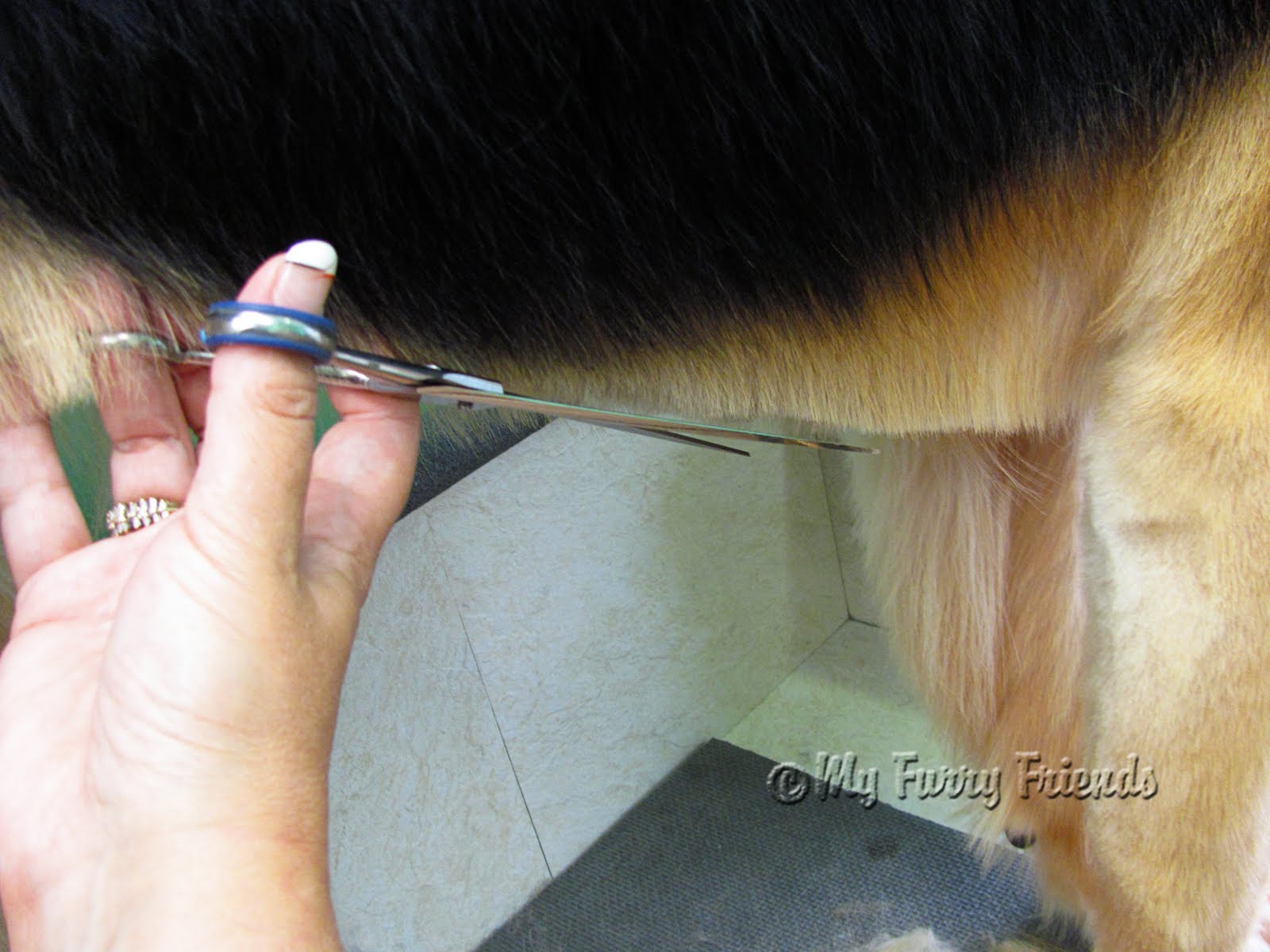 Pet Grooming: The Good, The Bad, & The Furry: Grooming a Shepard Mix