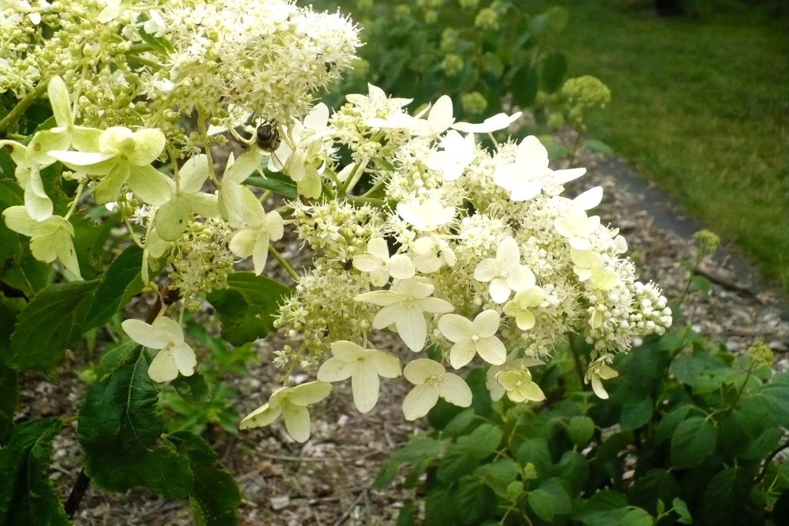 Hydrangea, Hortensja: Hydrangea paniculata (Hortensja bukietowa) 'Praecox'