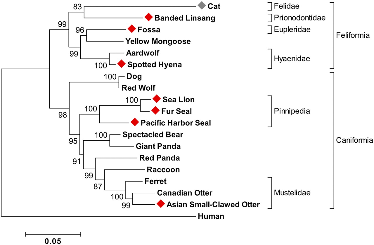 Molecular Evolution Forum: Loss of Sweet Taste Genes in Carnivores