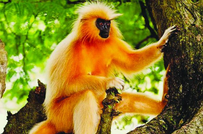 Awesome Assam : Commitment to Conserve its Biodiversity