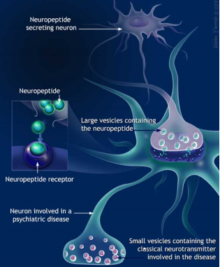 Help For Mood Disorders: "Neuropeptides" (Calming Brain Molecules)