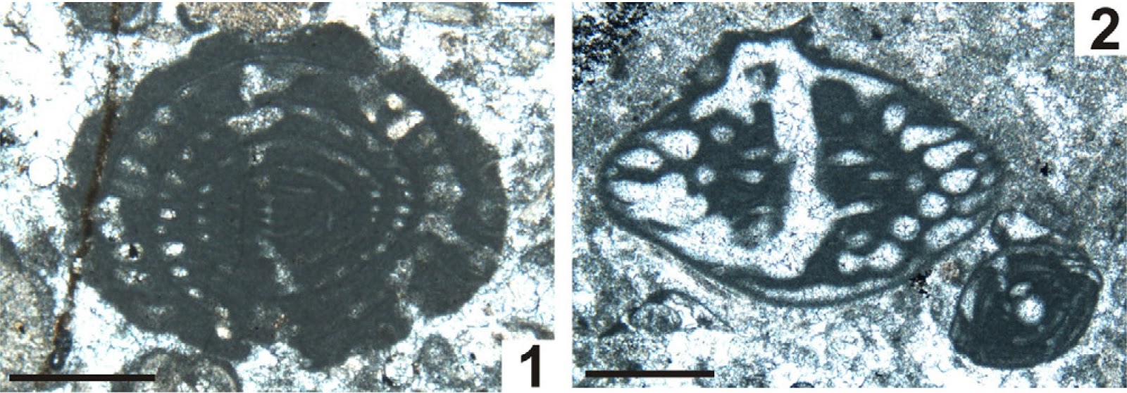 Catalogue of Organisms: Fusulinellidae, -inae, summat like that...