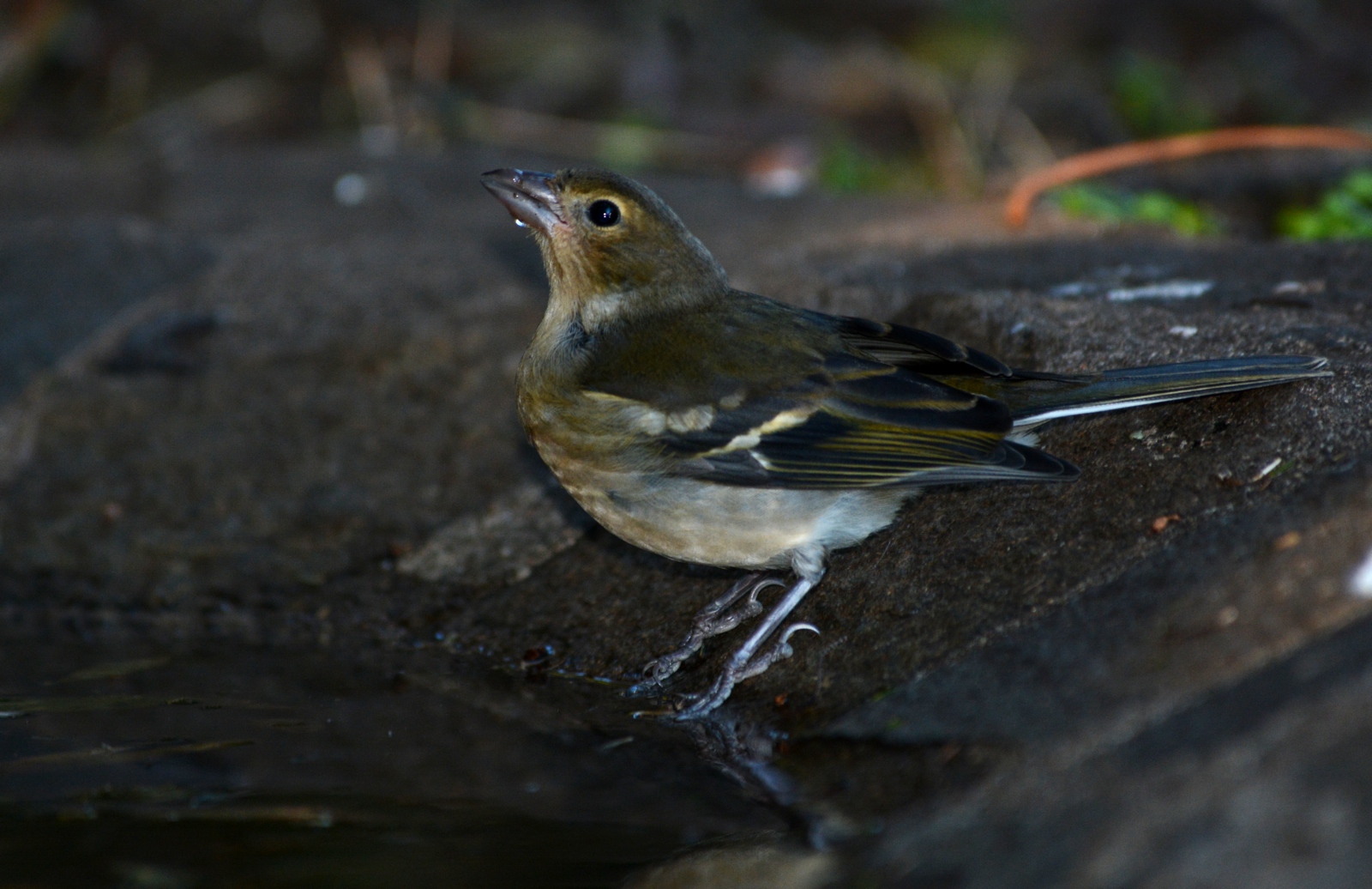 Birding Canarias: Cigarrones y aves en la meseta de Nizdafe.