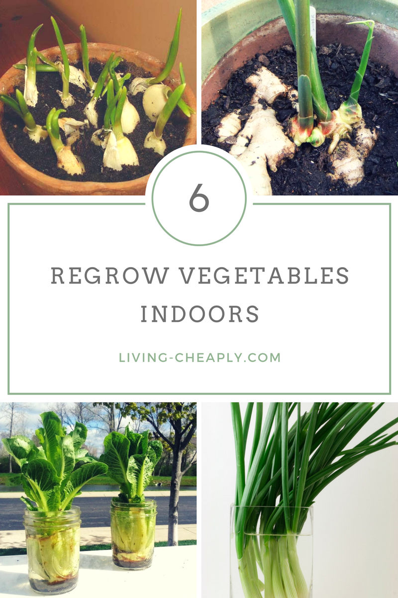 Regrow Vegetables Indoors - Food You Can Regrow From Scraps | Living ...