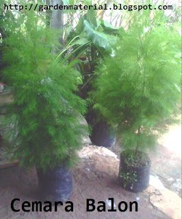 MENGENAL HAMA TANAMAN: Cemara balon