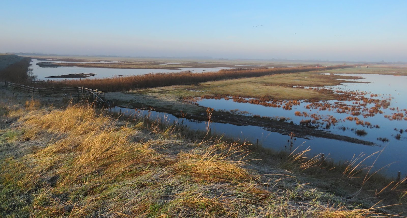 Birding Axarquia: RSPB Frampton Marsh, Boston and Baston Fen