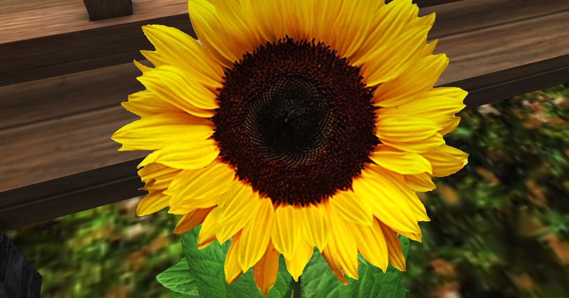 Virtual Dream & Travel: Sunflower at Land of Rainbows