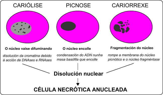 Patologia Geral web: NECROSE