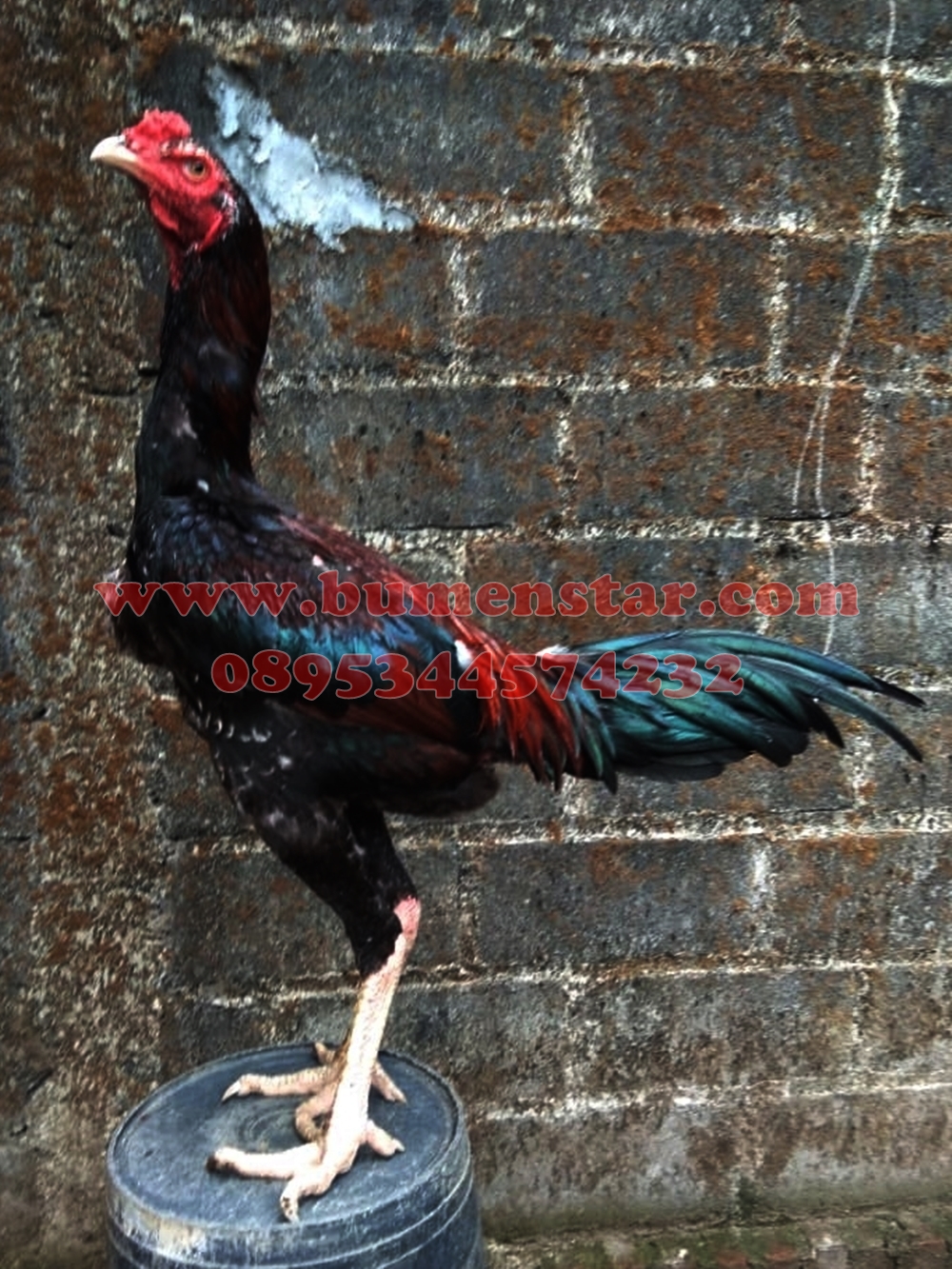 Ayam Pama Super Body Besar