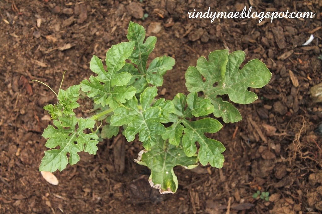 Rindy Mae: Driveway Veggies Update: The Second Week Of July