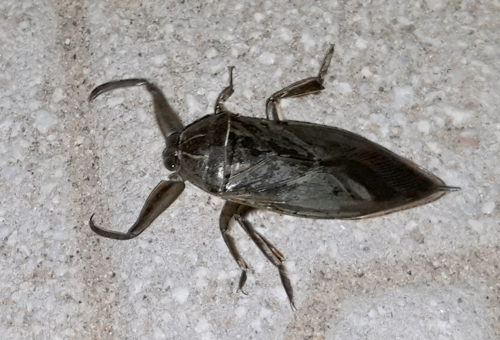 Athens Nature Journal: Anyone seen a giant water bug in Greece?