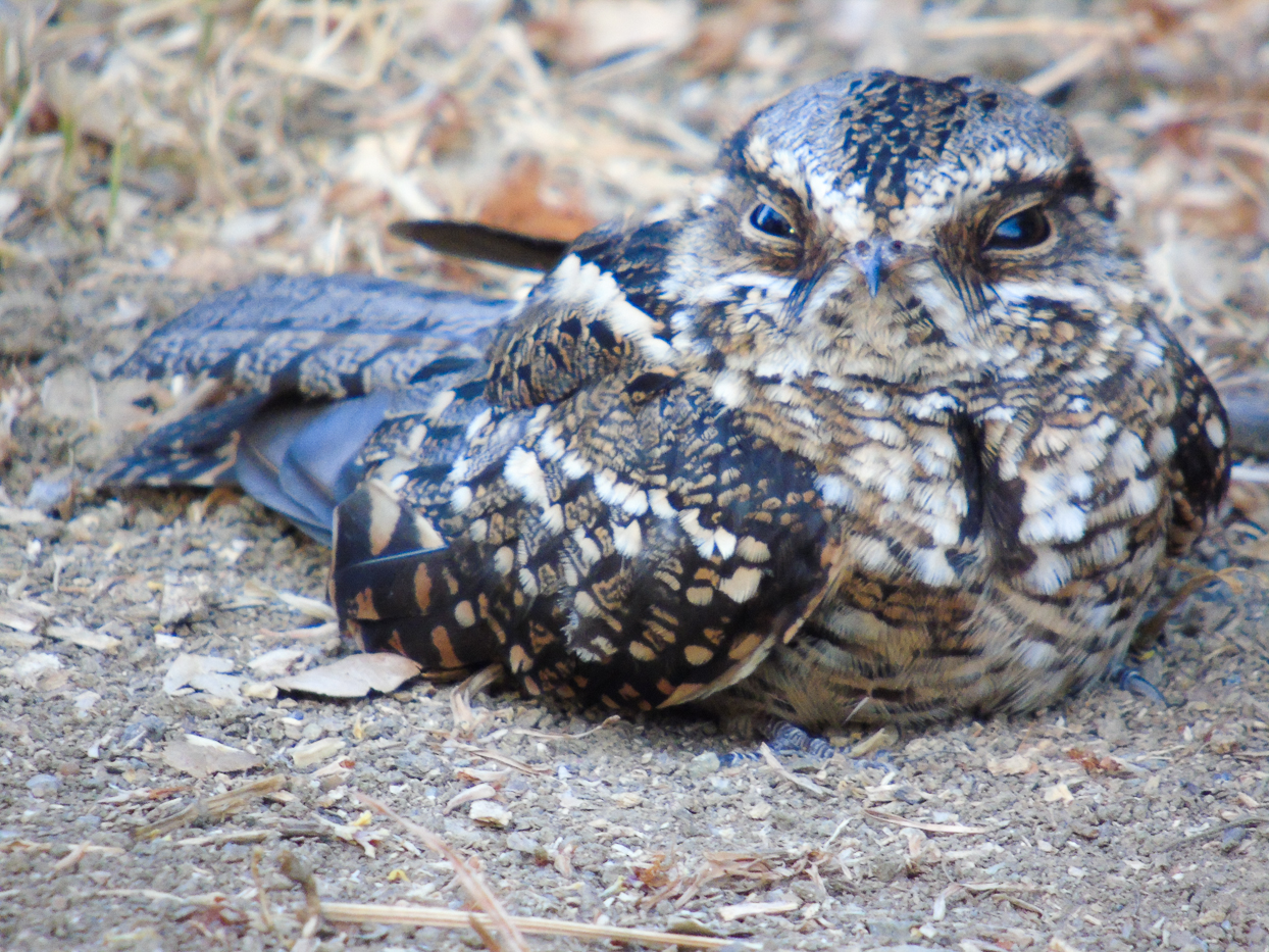 Birds Of Tobago: Common Pauraque