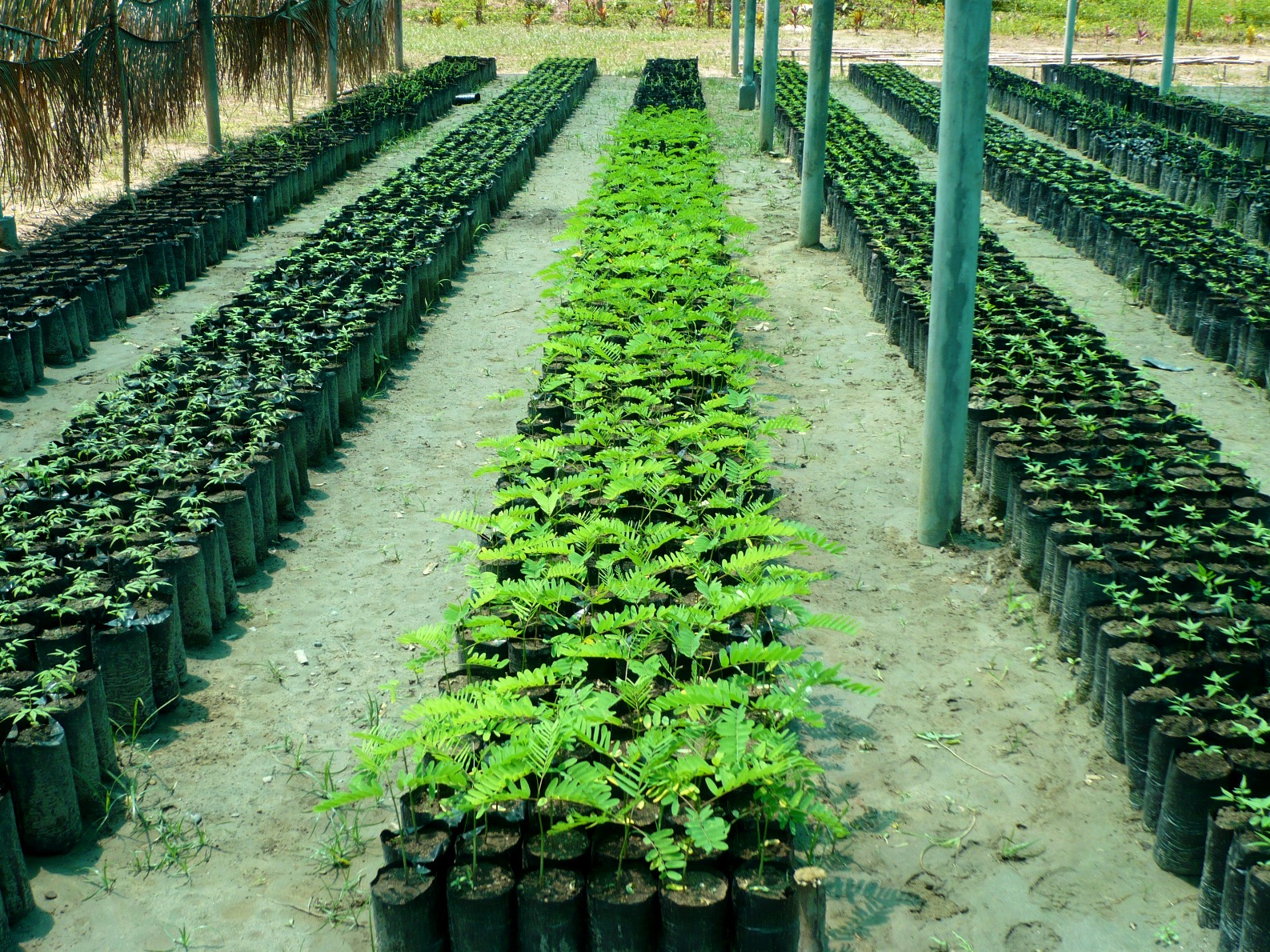 Naturaleza: Reforestacion