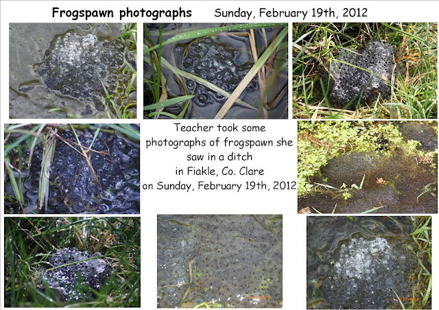 Science Projects: Frogspawn photographs