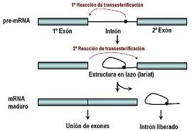 Trabajo de Biologia Laboratorio: Transcripcion De los Transcritos ...