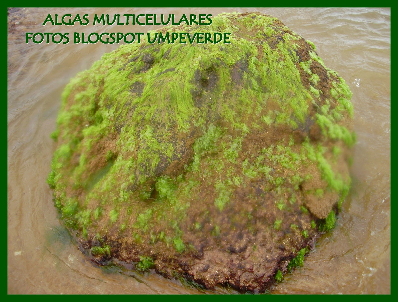 UMPEVERDE: ALGAS MULTICELULARES - LITORAL DO ESPIRITO SANTO