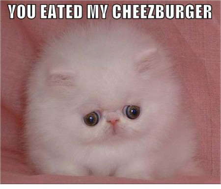 Photography: LOLCats - You Eated My Cheezburger