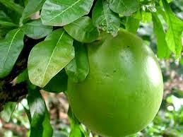 Reforestation and the Medicinal Uses of Trees -Liliana Usvat Research ...