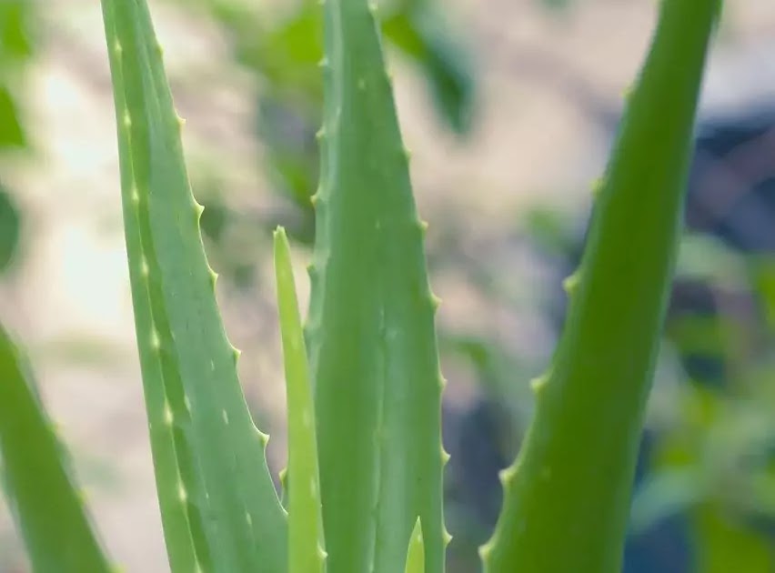 The Health & Skin Benefits of Aloe Vera: Reasons Why You Should Use It ...