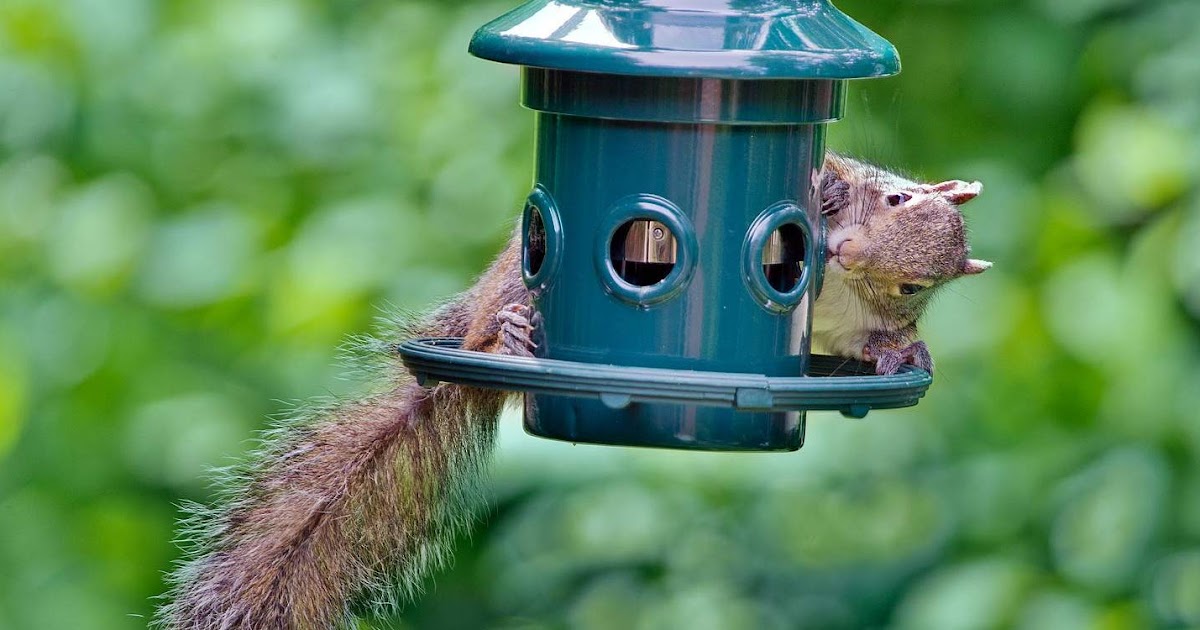 Weight activated squirrel proof bird feeders | Best Squirrel Proof Bird ...