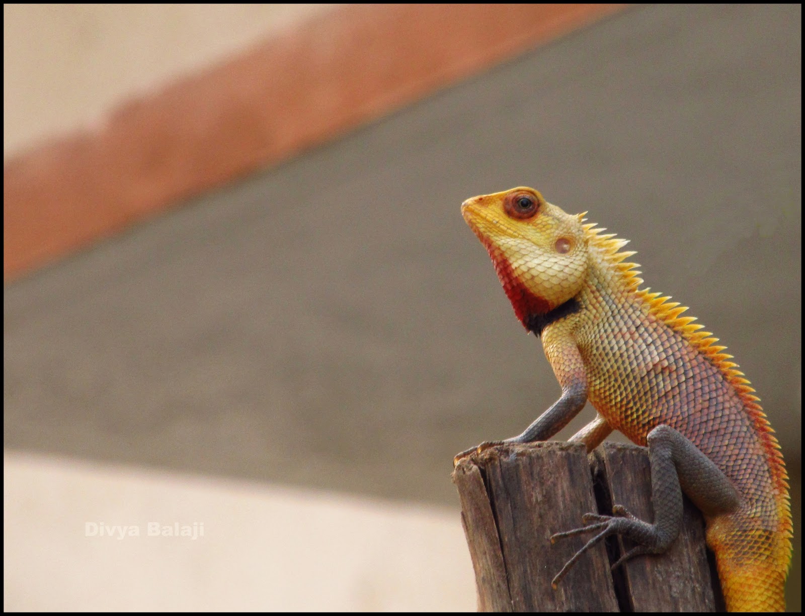 The Hobby Photographer's Blog: A bright yellow lizard sitting on a ...