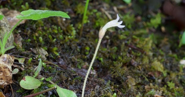 Springfield Plateau: One-flowered Cancer Root
