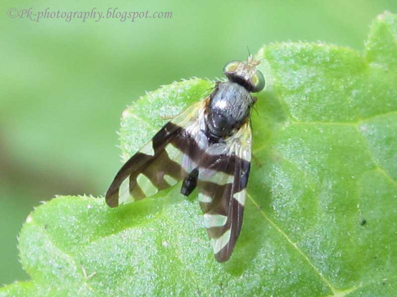 Picture-Winged Fly | Nature, Cultural, and Travel Photography Blog