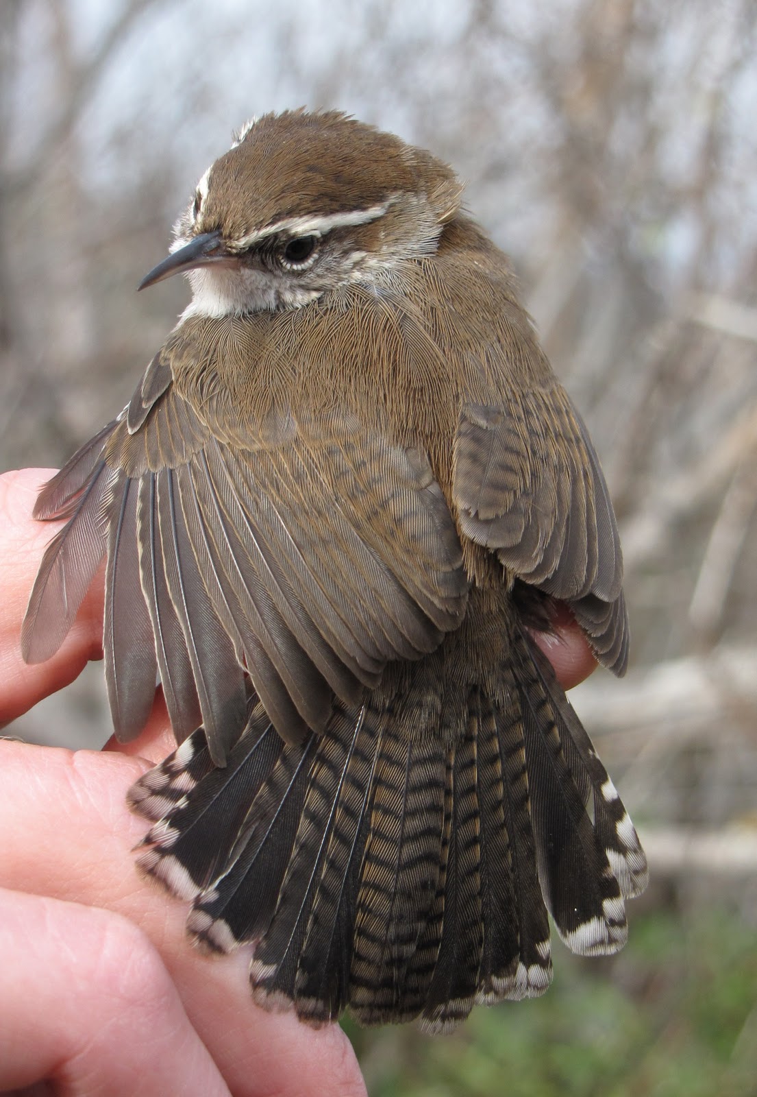 Boom Chachalaca: Compare-A-Sharpie