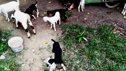 Melawat Anak Kambing di Kampung