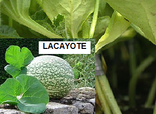 CH'UMA DE LACAYOTE