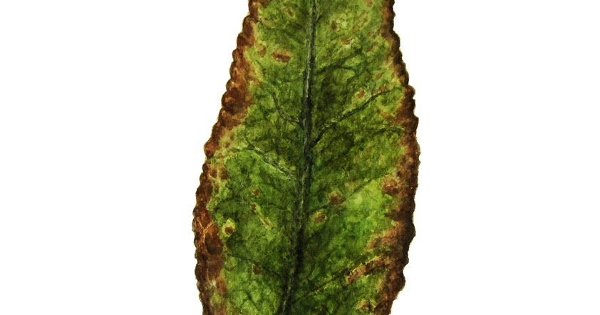 Hoja de Matico - Vania Sarret Oteíza