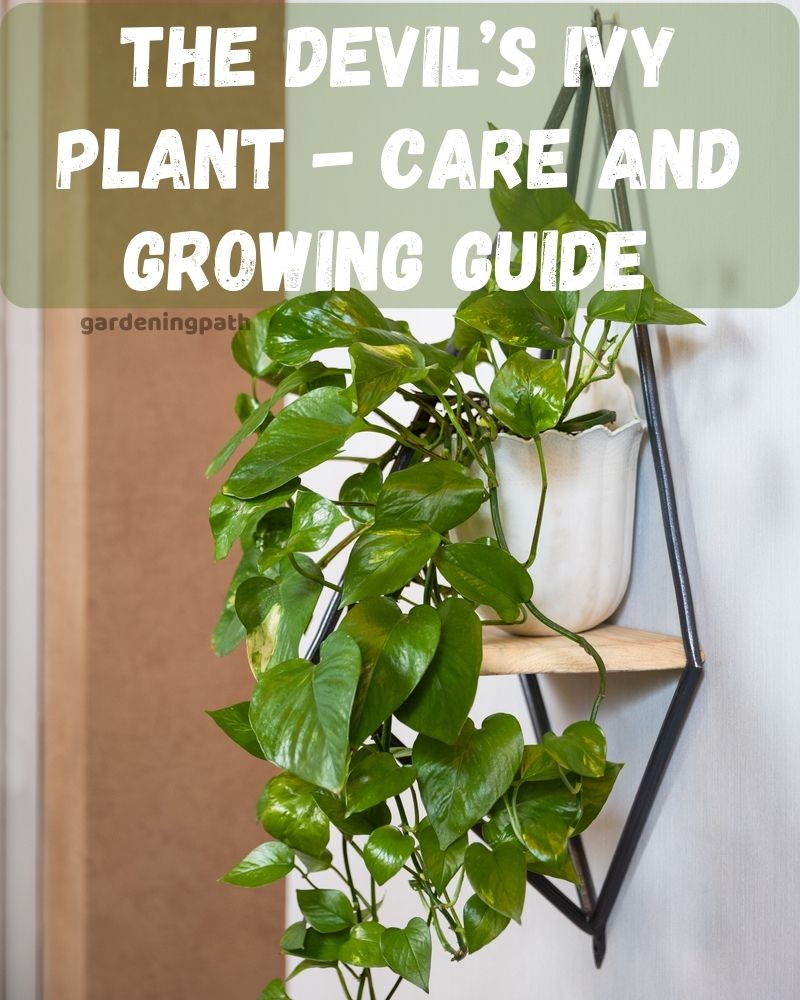 The Devil’s Ivy Plant - Care and Growing Guide
