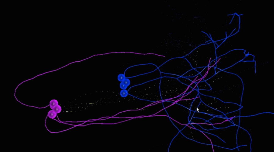 The BioDynaMo Project