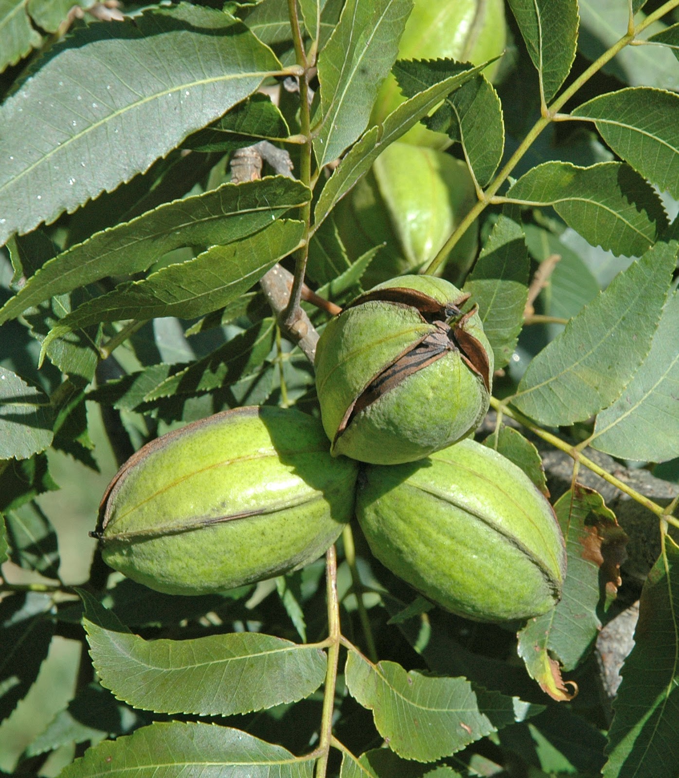 Northern Pecans: Judging the date of shuck-split