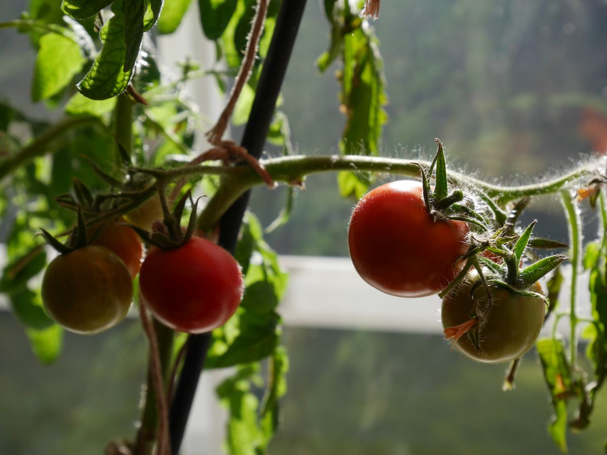 OLEN AIAS: ESIMESED TOMATID AKNALAUALT